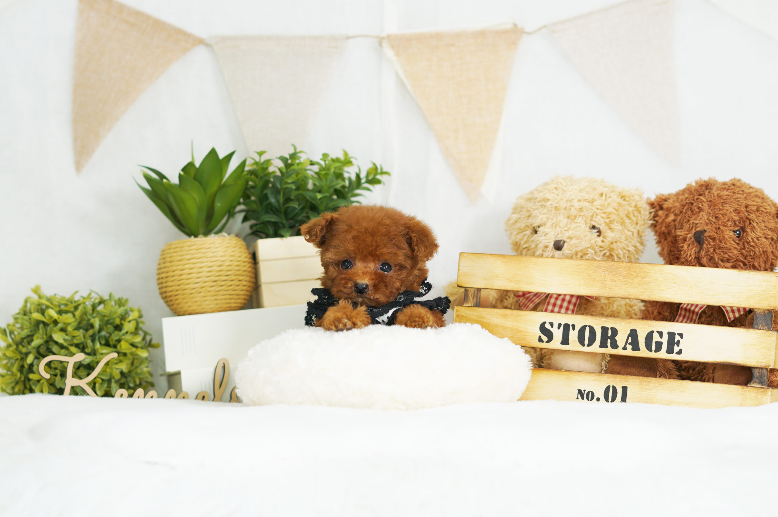 pood_1le | トイプードル専門店｜フェアリスリール＊福岡博多